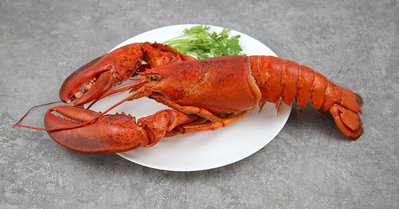 Premium Canadian Lobster, Large Size, Deliciously Firm Meat