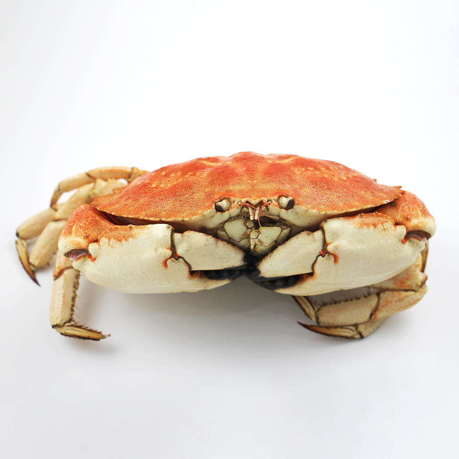 Cua Jonah Canada nguyên con giá tốt nhất