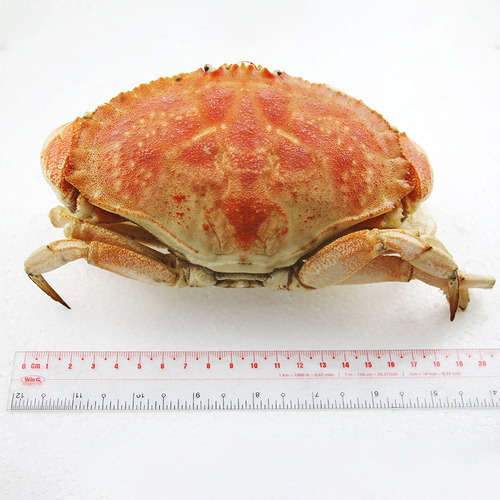 Cua Jonah Canada nguyên con giá tốt nhất