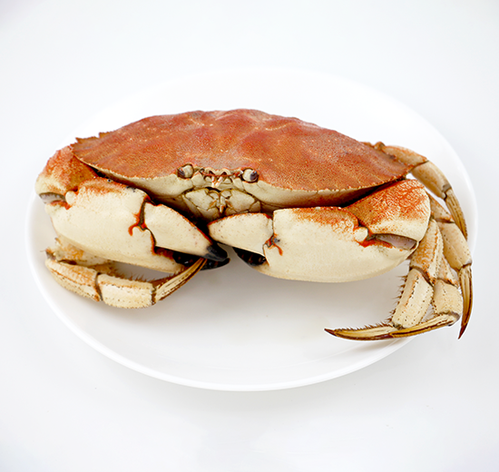 Cua Jonah Canada nguyên con giá tốt nhất